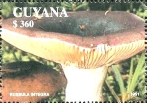 Stamp: Russula integra (Guyana(Mushrooms (1991)) Mi:GY 3685
