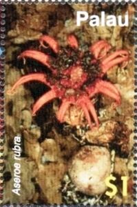 Stamp: Aseroe rubra (Palau(Mushrooms of Oceania (2007)) Mi:PW 2618,Sn ...
