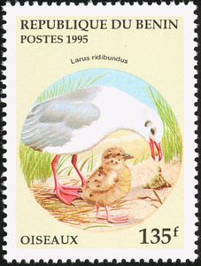Stamp: Black-headed Gull (Larus ridibundus), in Winter Plumage (Benin ...