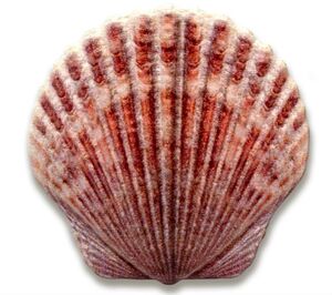 Moneda: 1 Dollar (Shell Castaway) (Fiyi(1969~Today - Numismatic ...