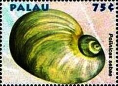 Stamp: Polinices sebae (Palau(Seashells) Mi:PW 2887,Sn:PW 967d