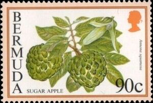 Stamp: Sugar apple (Bermuda(Flowering Fruits) Mi:BM 676I,Sn:BM 679,Yt ...