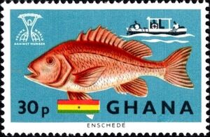 Sello: African Red Snapper (Lutjanus agennes), Trawler "Shama" (Ghana ...