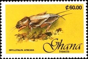 Stamp: Gryllotalpa africana (Ghana(Insects) Mi:GH 1599,Sn:GH 1351,Sg:GH ...