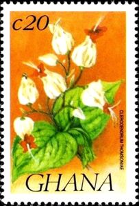 Stamp: Bleeding Glory-Bower (Clerodendrum thomsoniae) (Ghana(Flowers ...