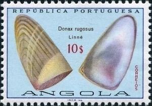 Stamp: (Donax rugosus) (Angola) (Sea Shells) Mi:AO 600,Sn:AO 587,Yt:AO 596,Sg:AO 723,Afi:AO 576