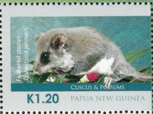Feather Tailed Possum