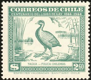 Stamp: Slate-colored Coot (Fulica chilensis) (Chile) (Natural History ...