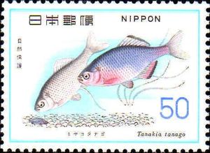 Stamp: Tokyo Bitterling (Tanakia tanago) (Japan(Nature Conservation) Mi ...