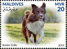 Stamp: Border Collie (Maldives(Dogs (2019)) Mi:MV 8177,Yt:MV 6686