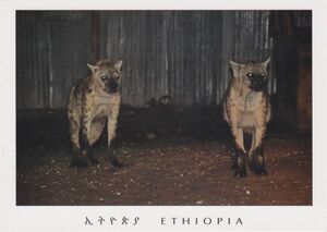 Postcard: Hyenas of Harar (Ethiopia) (- Fauna) Col:ET-000134