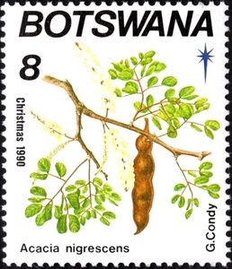 Stamp: Harpagophytum procumbens (Botswana(Christmas 1990 - Flowering ...