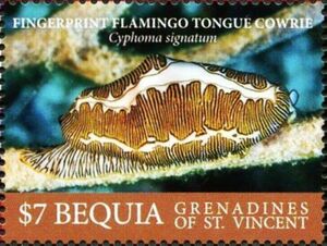 Stamp: Fingerprint Flamingo Tongue Cowrie (Cyphoma signatum ...