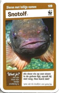 Brindes Infantis: Snotolf (Caixa de tampões, Holanda(Superdieren) Col ...