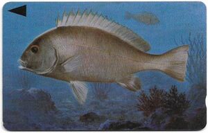 Phonecard: Grey Grunt (Batelco, Bahrain) (Fish Of Bahrain) Col:39BAHU (0)