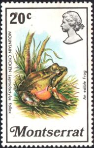 Stamp: Giant ditch frog (Leptodactylus fallax) (Montserrat) (Reptiles ...