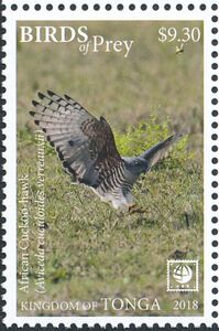 Stamp: African Cuckoo-Hawk (Aviceda cuculoides vereauxii) (Tonga(Birds ...