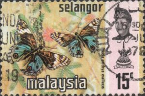 Selo: Blue Pansy (Precis orithya ssp. wallacei) (Selangor(Butterflies ...