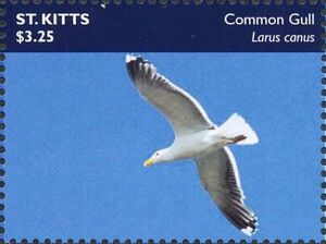 Stamp: Common Gull (Larus canus) (Saint Kitts) (Seagulls) Mi:KN-K 1461 ...