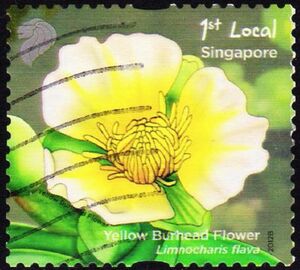 Stamp: Yellow Burhead Flower (Limnocharis flava) Imprint 2012B ...