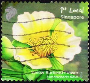 Stamp: Yellow Burhead Flower (Limnocharis flava) Imprint 2012A ...
