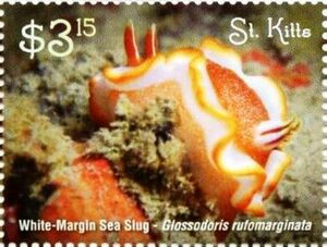 Stamp: White-margin sea-slug (Glossodoris rufomarginata) (Saint Kitts ...
