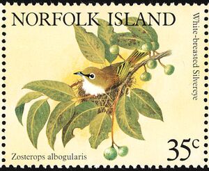 Stamp: White-breasted Silvereye (Zosterops albogularis) on Nest ...