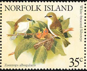 Stamp: White-breasted Silvereye (Zosterops albogularis) with Chicks ...