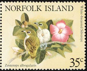 Stamp: White-breasted Silvereye (Zosterops albogularis) Fledglings ...
