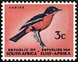 Stamp: Crimson-breasted Shrike (Laniarius atrococcineus), redrawn ...