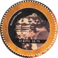 Stamp: Muricanthus radix (Saint Kitts(Shells) Mi:KN-K 1288,Sn:KN-K 839c