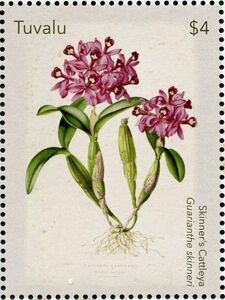 Stamp: Skinners Cattleya (Guarianthe skinneri) (Tuvalu(Orchids) Mi:TV ...