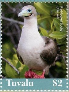 Stamp: Red-footed Booby (Sula sula) (Tuvalu(Birds [2019]) Mi:TV 2512,Sn ...