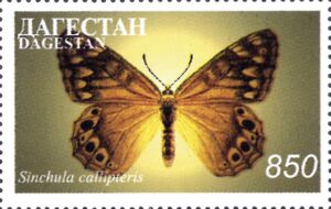 Stamp: Sinchula callipteris (Russia, Dagestan: Illegal Stamps(Russia ...