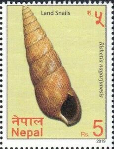 Stamp: Rishetia nagarjunesis (Nepal(Land Snails (2019)) Mi:NP 1311,Sn ...
