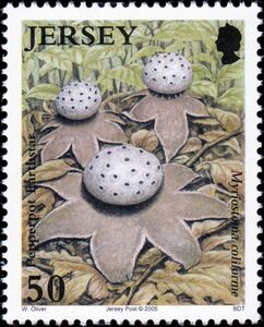 Timbre: Pepperpot Earthstar (Myriostoma coliforme) (Jersey) (Mushrooms ...