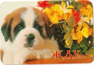 Pocket Calendar: Senbernar (Ukraine(Dogs) Col:UA-2003-Dog-002.05