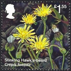 Stamp: Stinking Hawk's-beard (Crepis foetida) (United Kingdom of Great ...