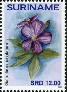 Stamp: Geranium maculatum (Suriname(Flowers (2020)) Mi:SR 3257,Sn:SR ...