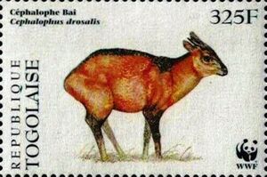 Stamp: Bay Duiker (Cephalophus dorsalis) (Togo(WWF - Cephalophus (1996 ...