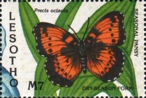 Stamp: Gaudy Commodore (Precis octavia) (Lesotho(Butterflies (1993)) Mi ...