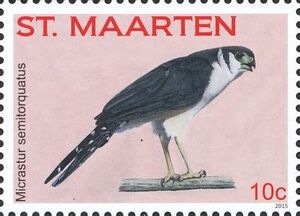 Stamp: Collared Forest-Falcon (Micrastur semitorquatus) (Sint Maarten ...
