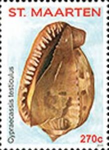 Stamp: Reticulated Cowrie Helmet (Cypraecassis testiculus) (Sint ...
