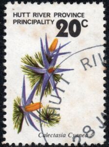 Stamp: Wildflower issue (Calectasia Cyanea) (Australia: Cinderella ...