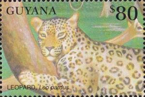 Stamp: Leopard (Leo pardus) (Guyana(Tropical Rainforest (2001)) Mi:GY ...