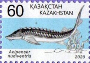 Stamp: Spiny Sturgeon (Acipenser nudiventris) (Kazakhstan(Definitive ...