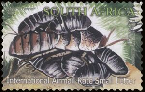 Stamp: Table Mountain Cockroach (Aptera fusca) (South Africa(The ...