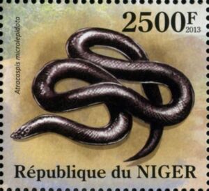 Stamp: The Small Scaled Burrowing Asp (Atractaspis microlepidota ...