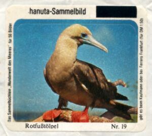Meal Toy: 19 Rotfußtölpel (Stickers, Germany(Hanuta - Wunderwelt des ...