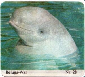 Nahrungsmittel Spielzeug: 28 Baluga-Wal (Walkers, Deutschland(Hanuta ...